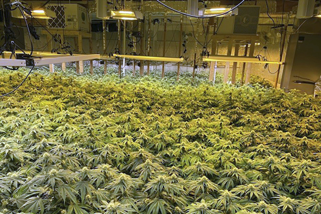 Utility company’s proposal to rat out hidden marijuana operations to ...
